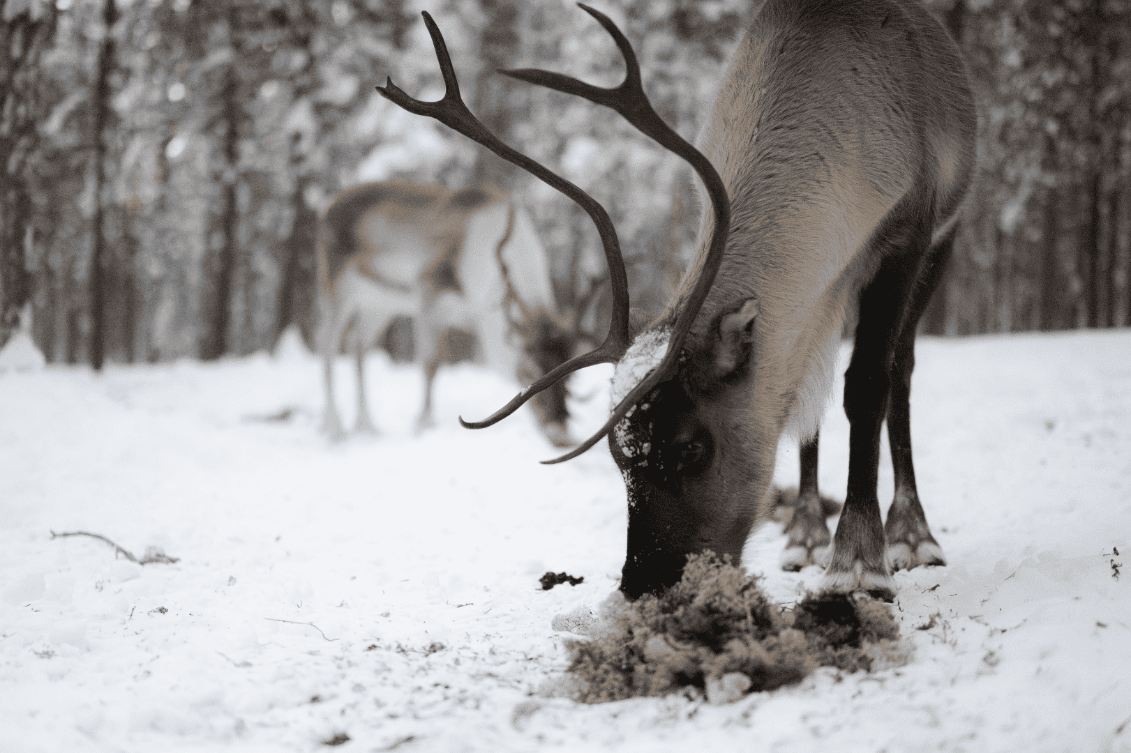 Reindeer fence visit - Ivalo Experiences